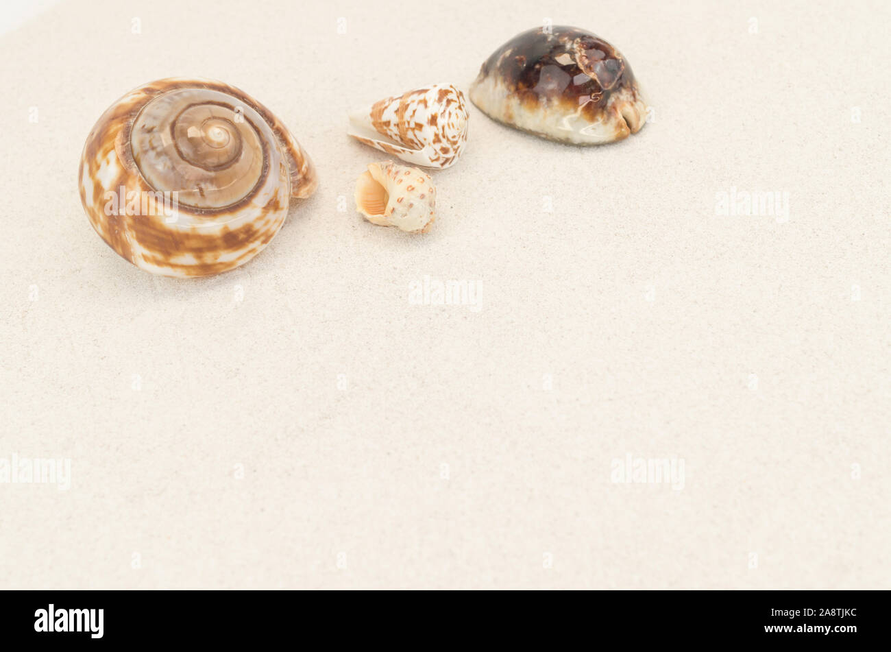 sea shell still life top perspective on white sea sand Stock Photo - Alamy