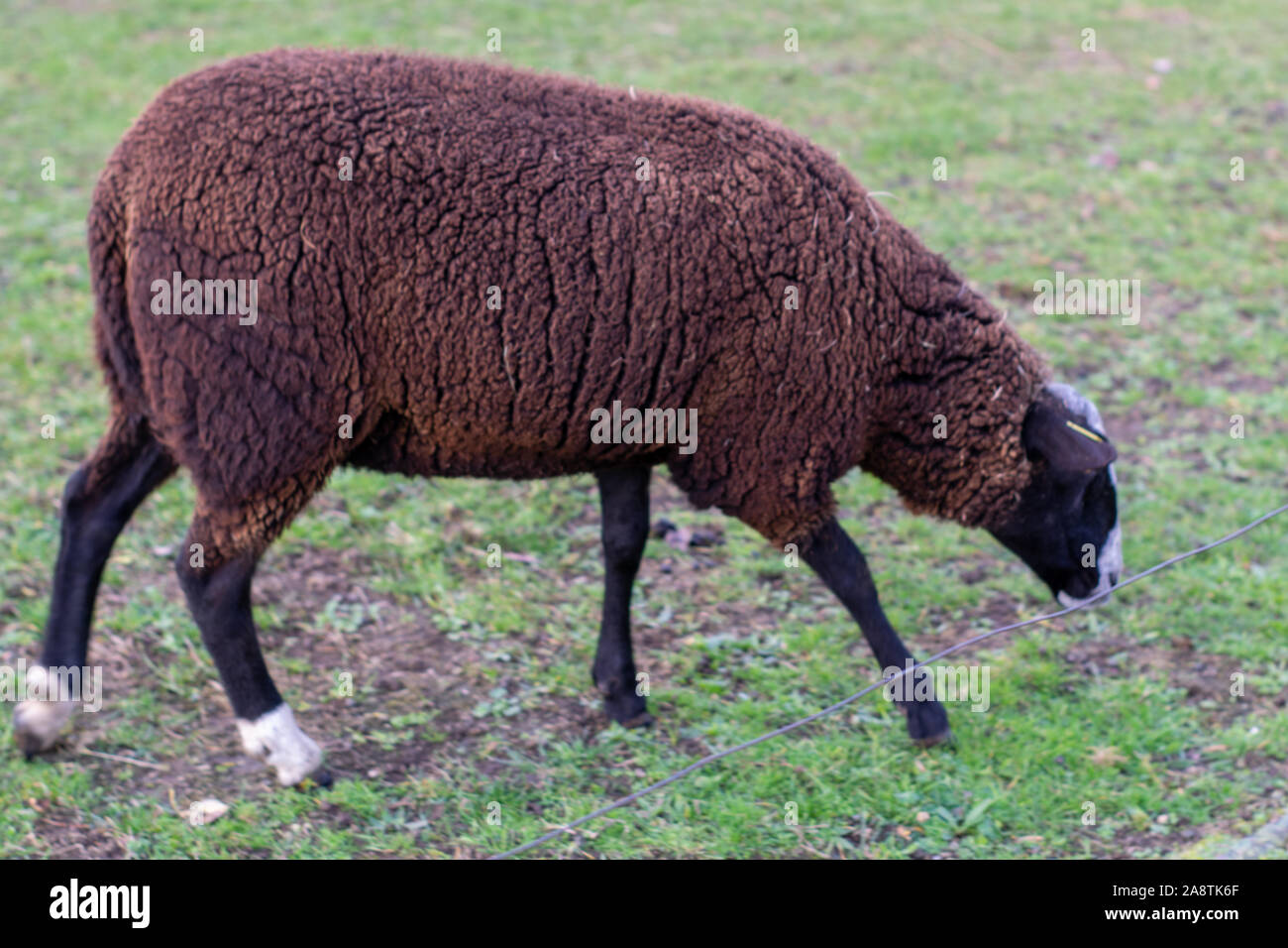 Dutch sheep eating grass at petting zoo in Nijmegen, The Netherlands ...