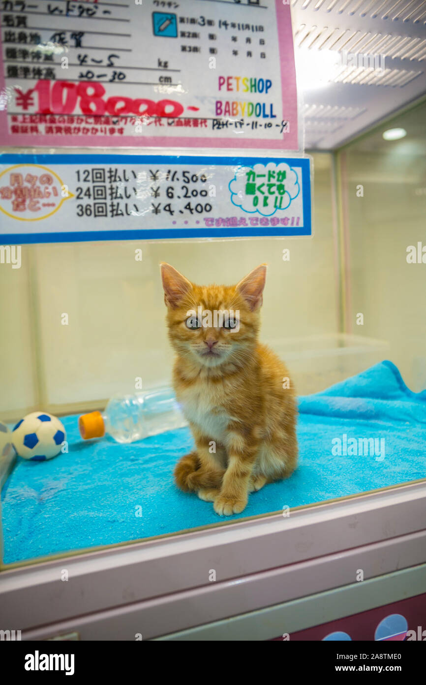 Cat, Shibuya, Tokyo, Japan, Asia Stock Photo - Alamy