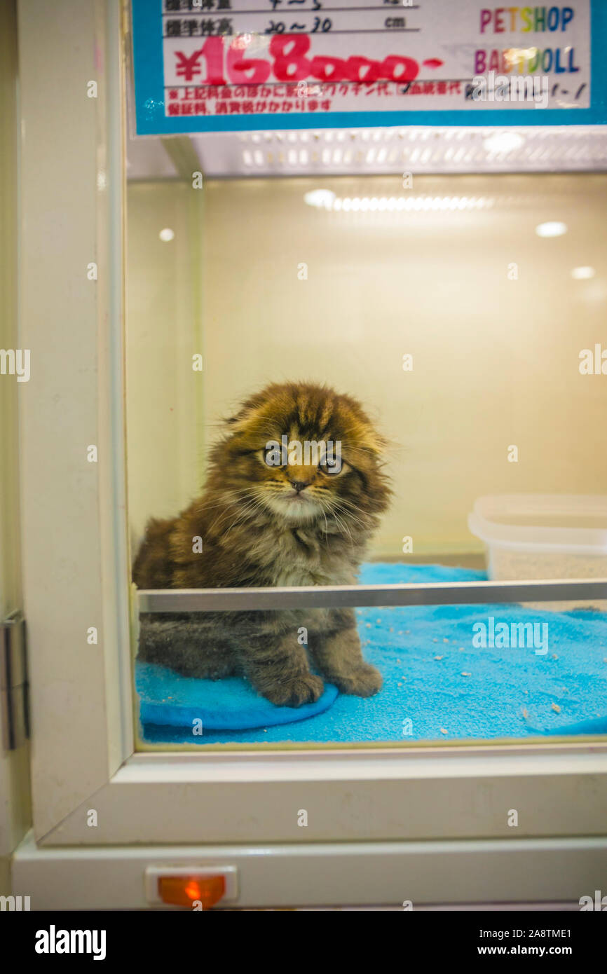 Cat, Shibuya, Tokyo, Japan, Asia Stock Photo - Alamy