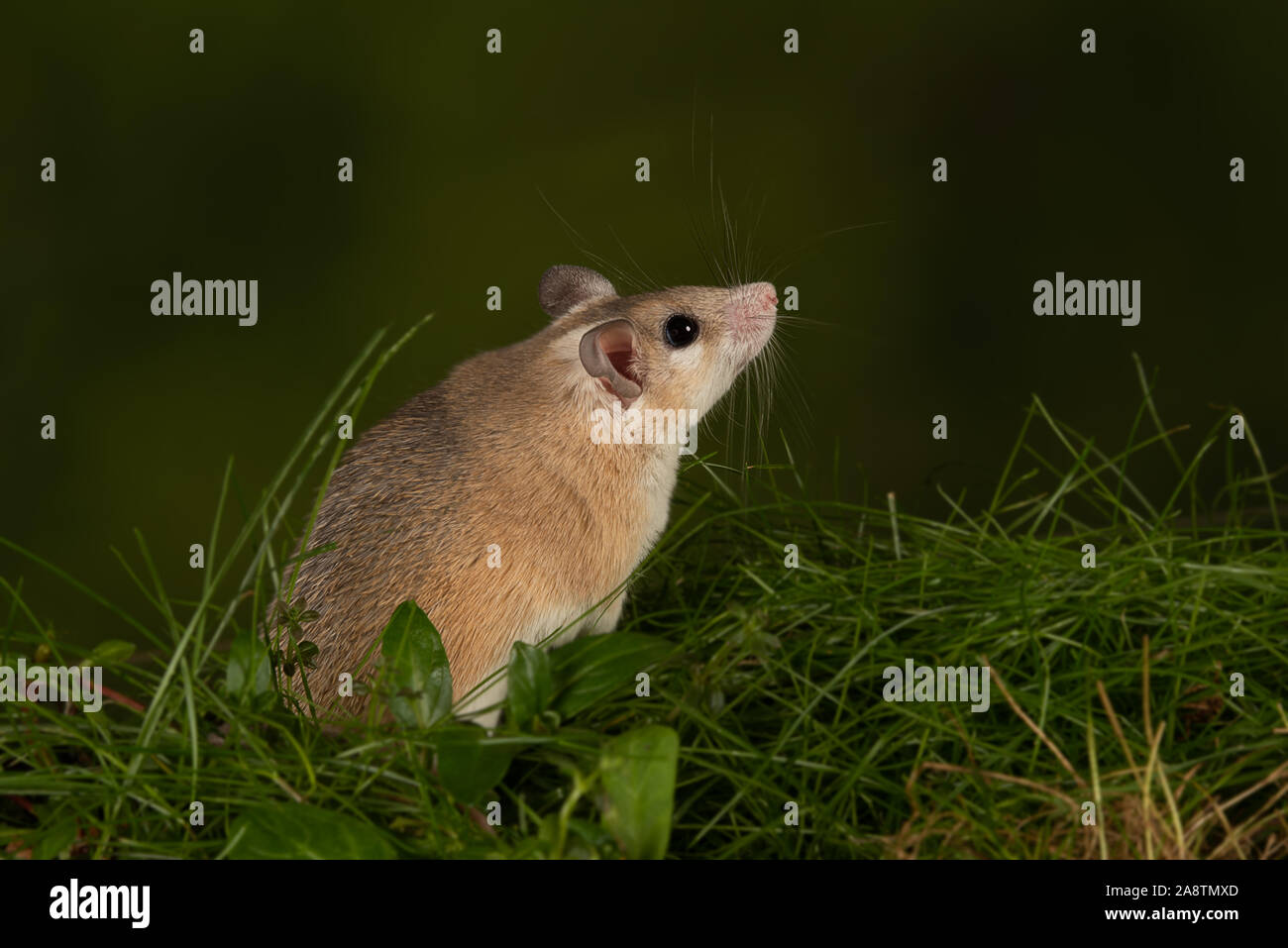 A profile portrait of an African spiny mouse, Acomys, Taken side view ...