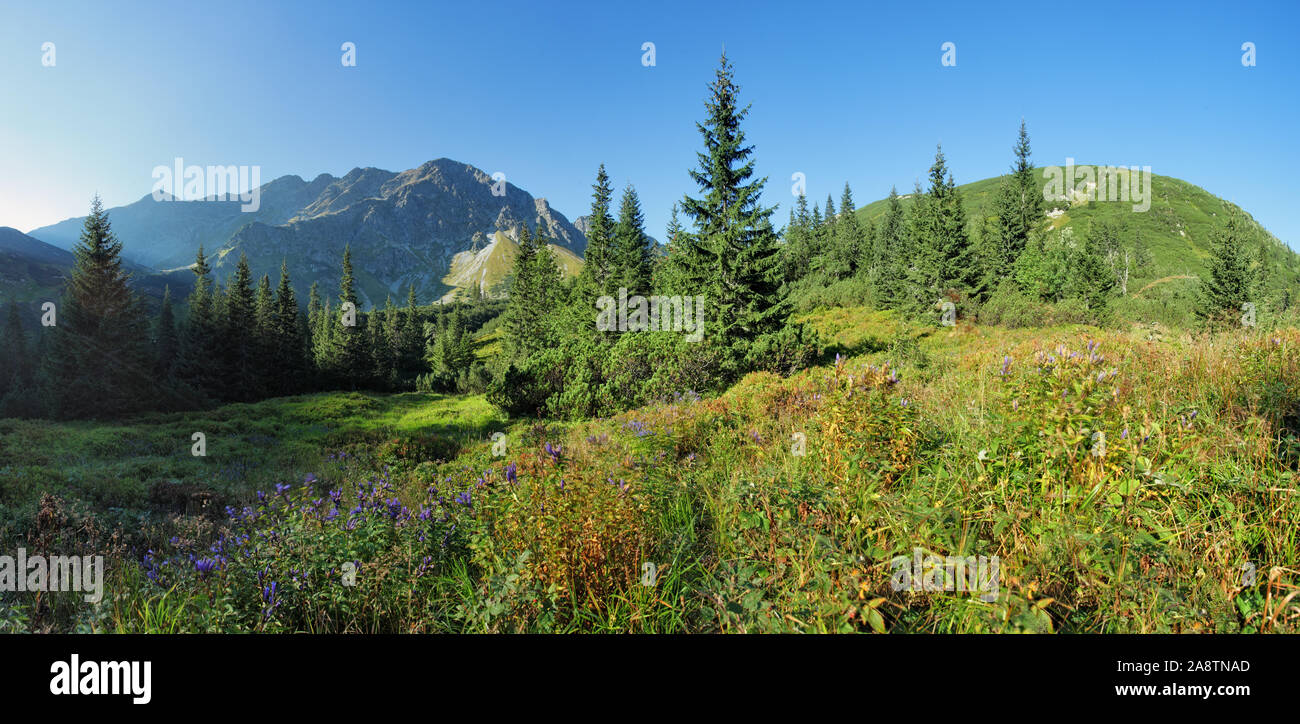Wild Flower in green forest mountain, Tatras, Slovakia Stock Photo - Alamy