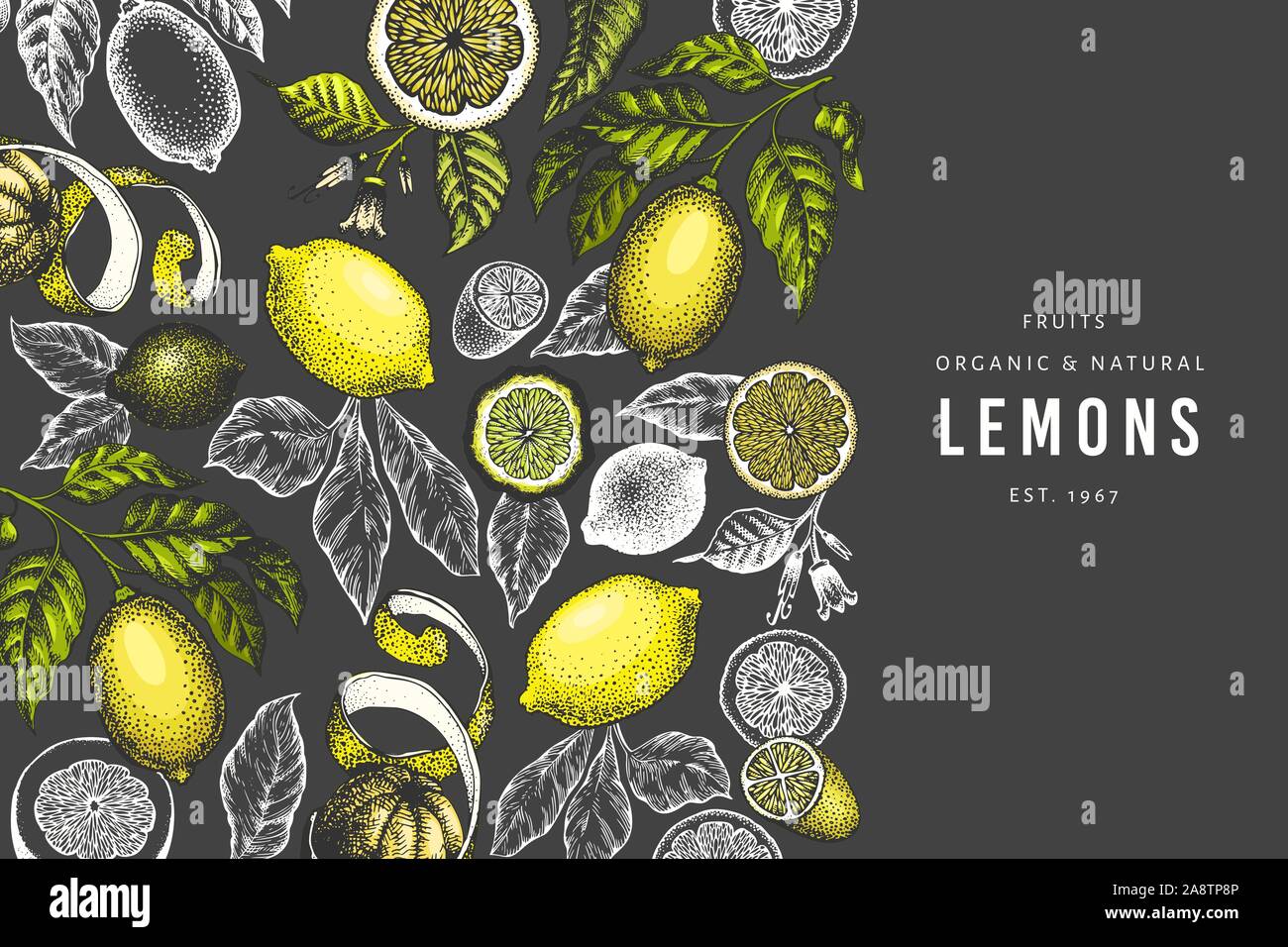 Lemon tree design template. Hand drawn vector fruit illustration on ...