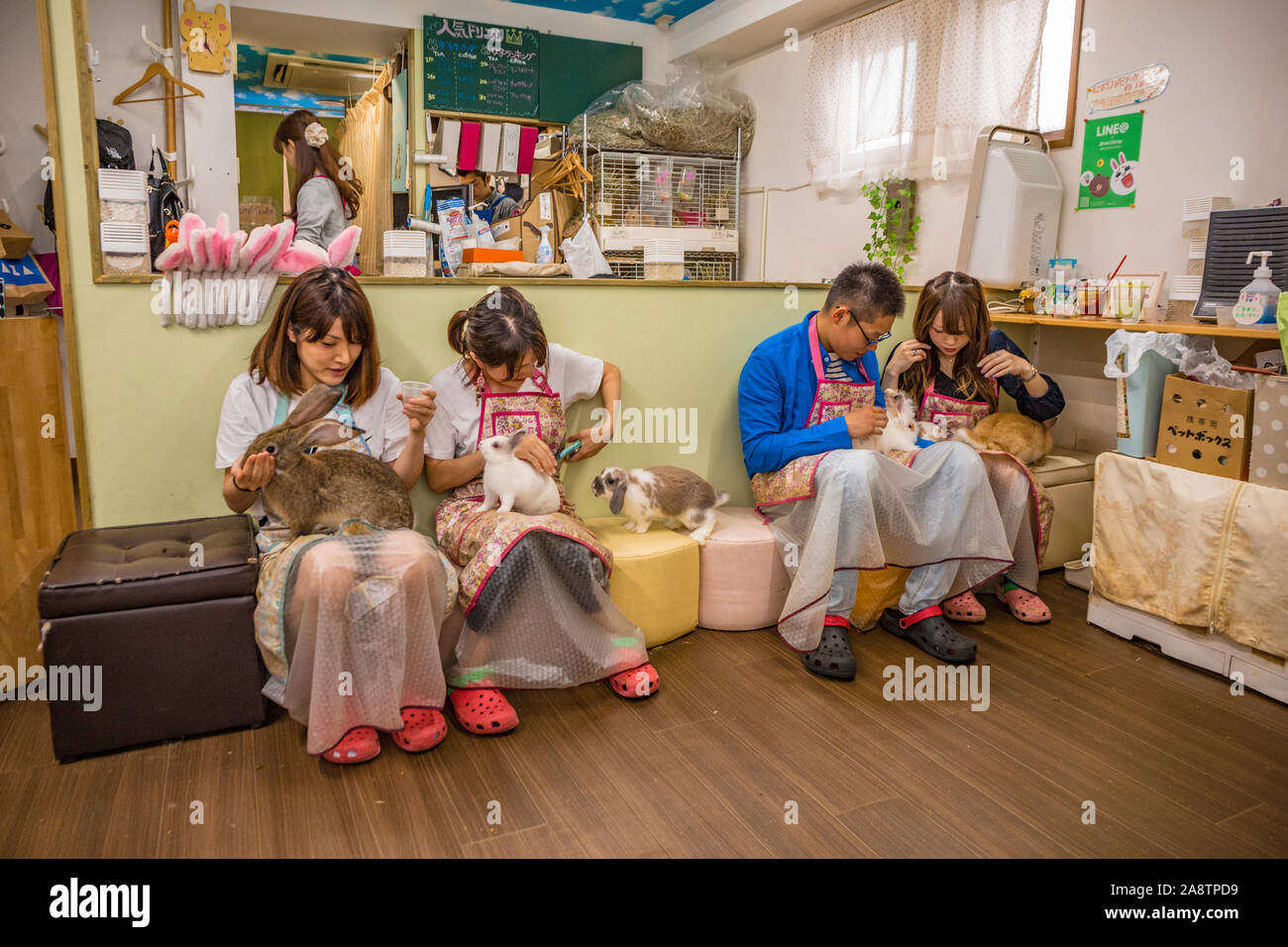Mimi Rabbit Cafe. Ikebukuro district, Toshima, Tokyo, Japan, Asia Stock ...