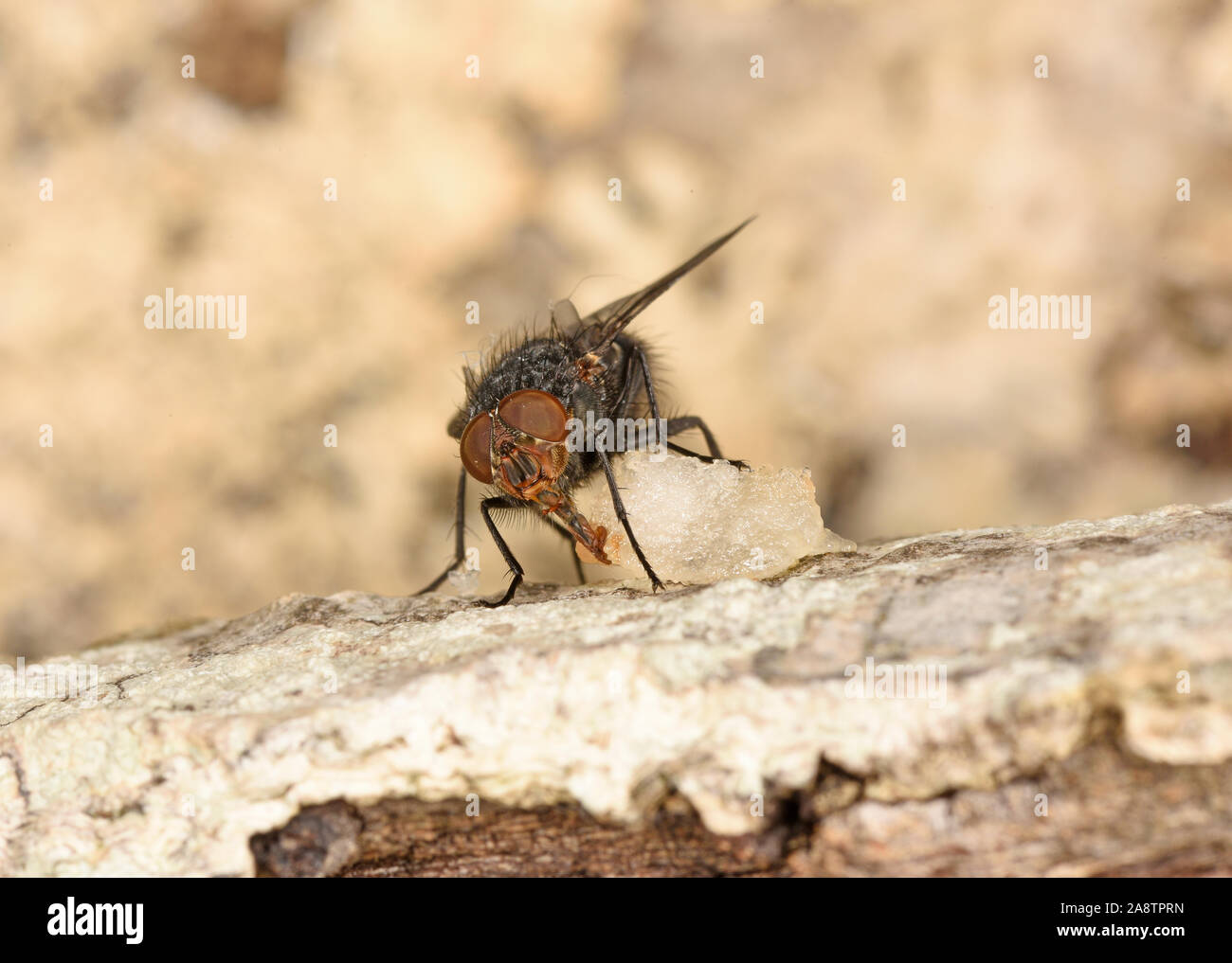 Bluebottle Fly (Calliphora vomitoria) feeding on lump of fruit, tongue ...
