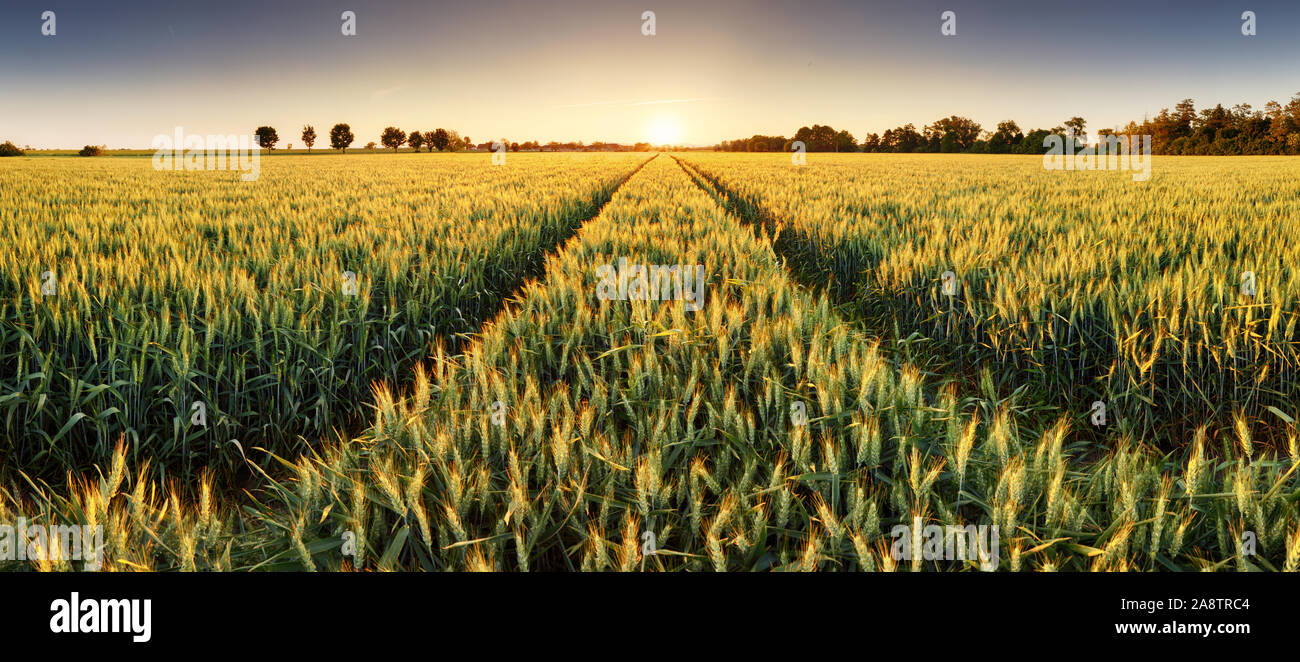 Panorama of wheat field hi-res stock photography and images - Alamy