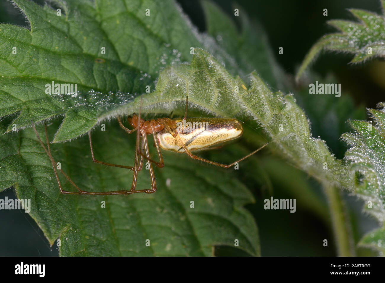 Common Stretch-spider (Tetragnatha extensa) at rest on plant leaf ...