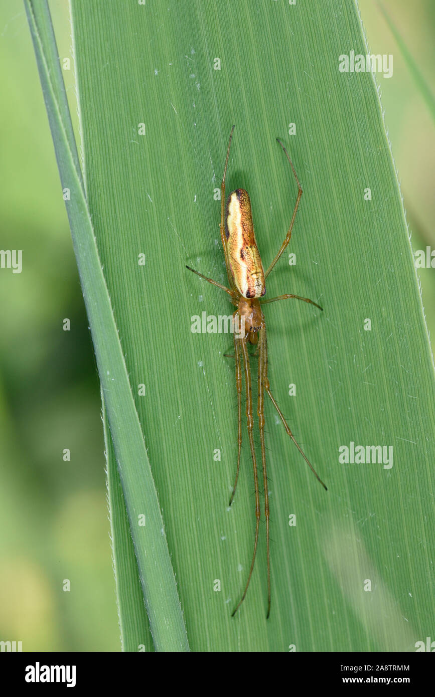 Common Stretch-spider (Tetragnatha extensa) at rest on plant leaf ...