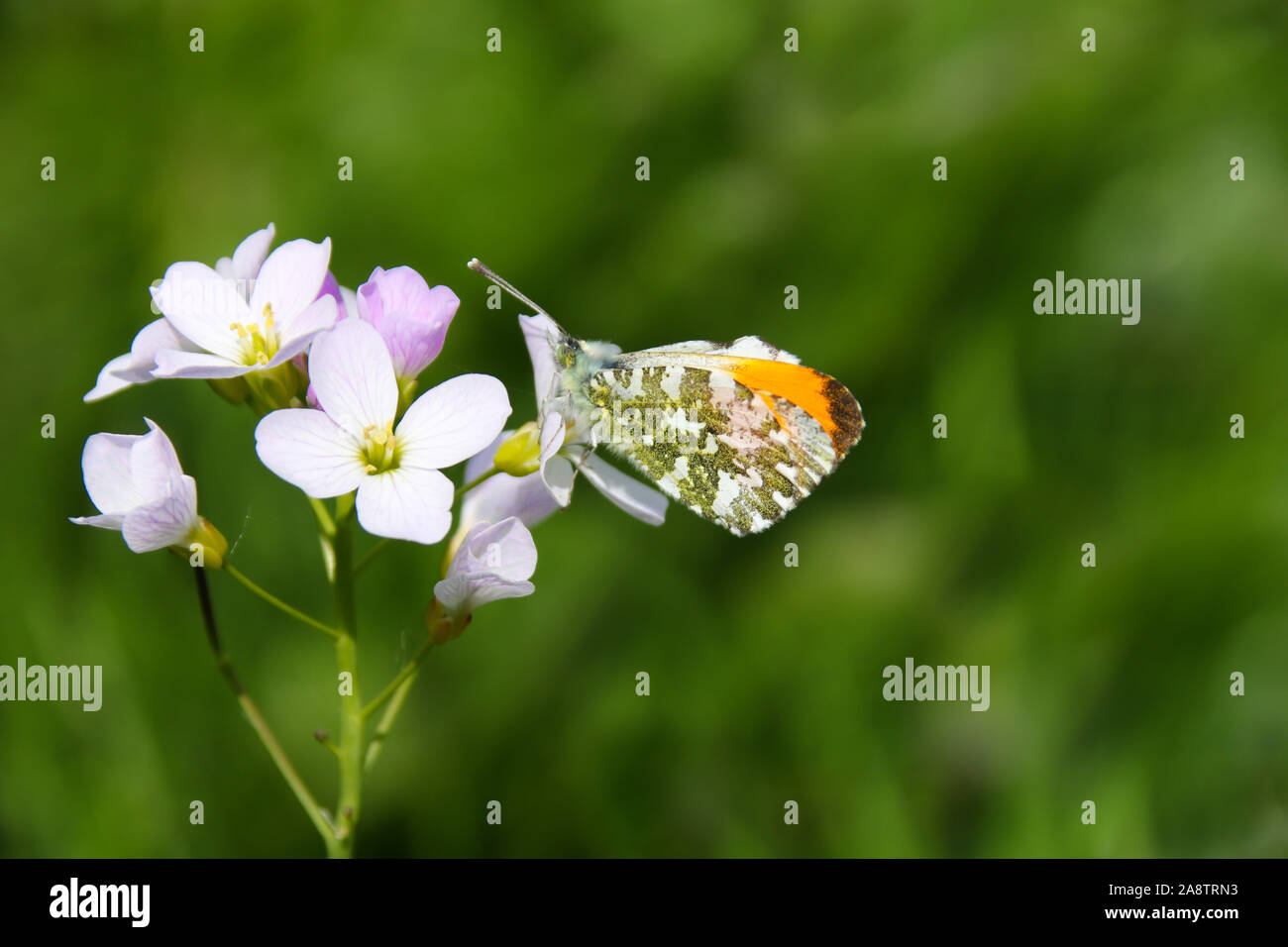 A male orange tip butterfly (Anthocharis cardamines) feeding on a pale ...