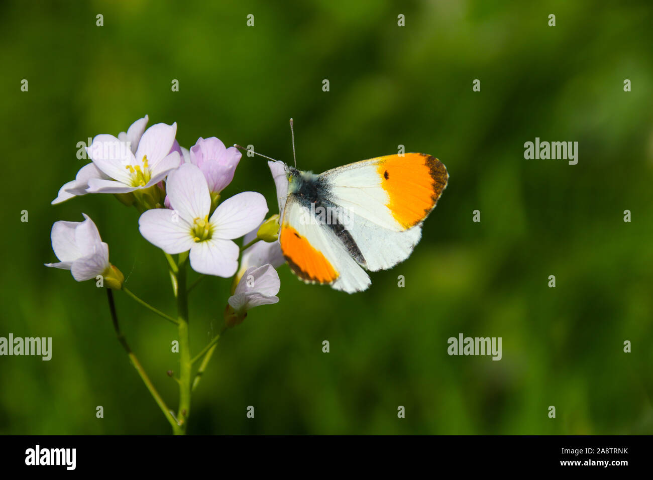 A male orange tip butterfly (Anthocharis cardamines) feeding on a pale ...