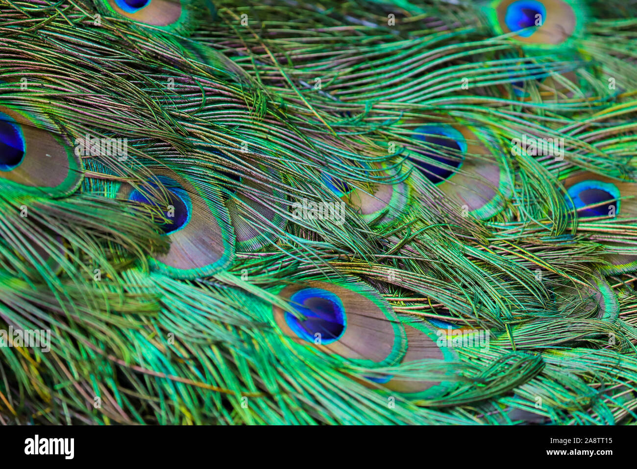 Close up detail of a male peacocks tail feathers shining in the ...
