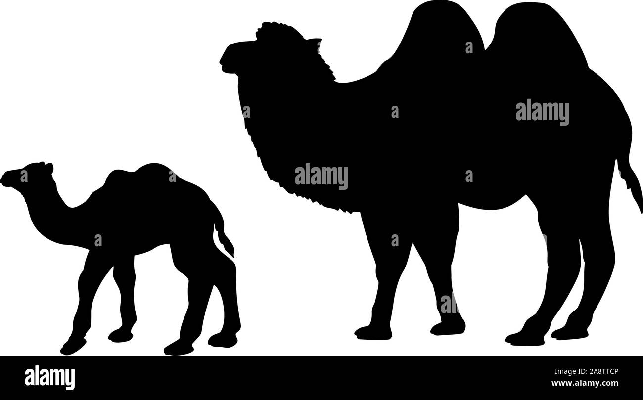Silhouette of camel and young small camel. Vector illustrator Stock ...