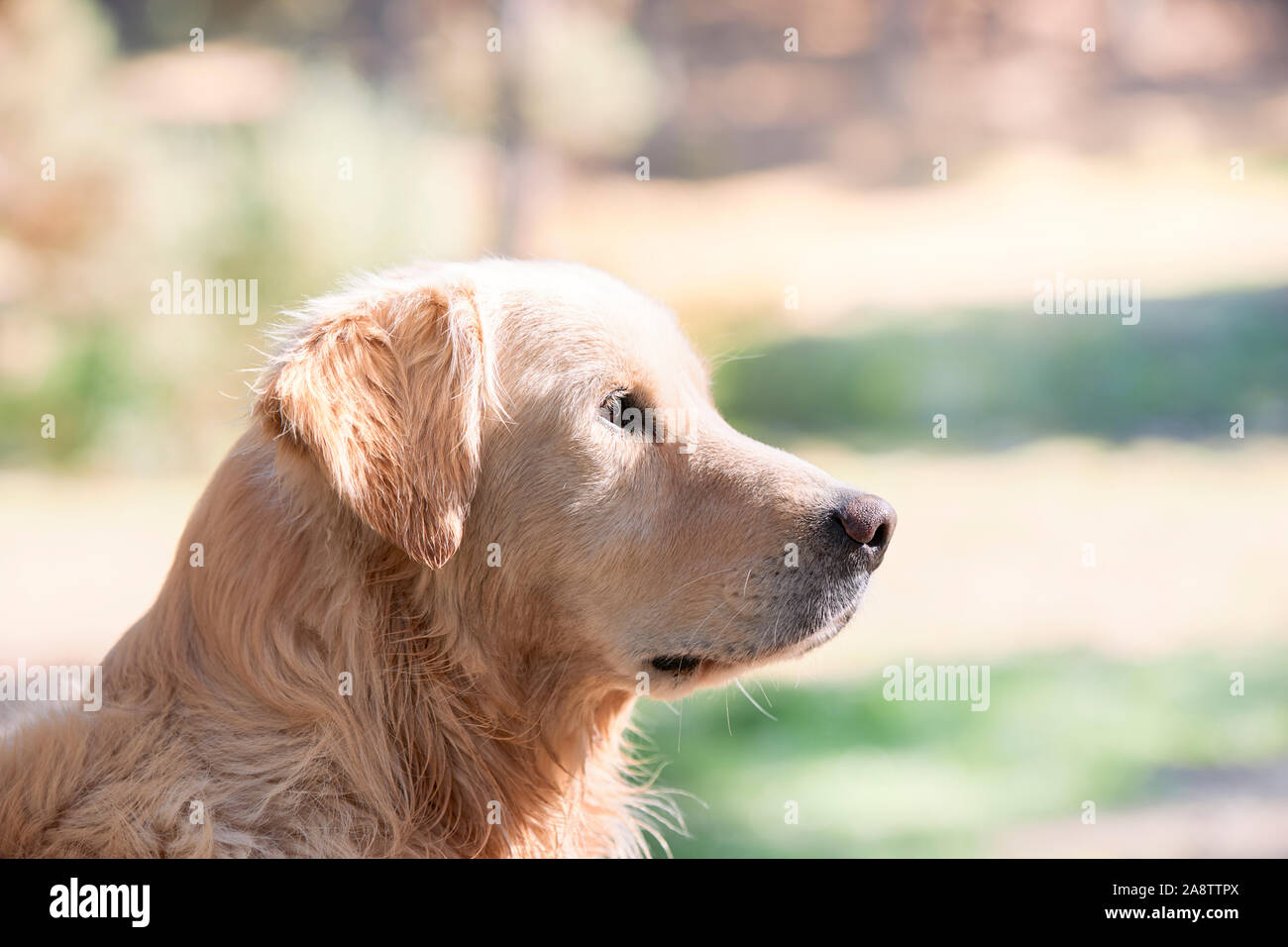 Golden Retriever Dog Face Tongue High Resolution Stock Photography and ...