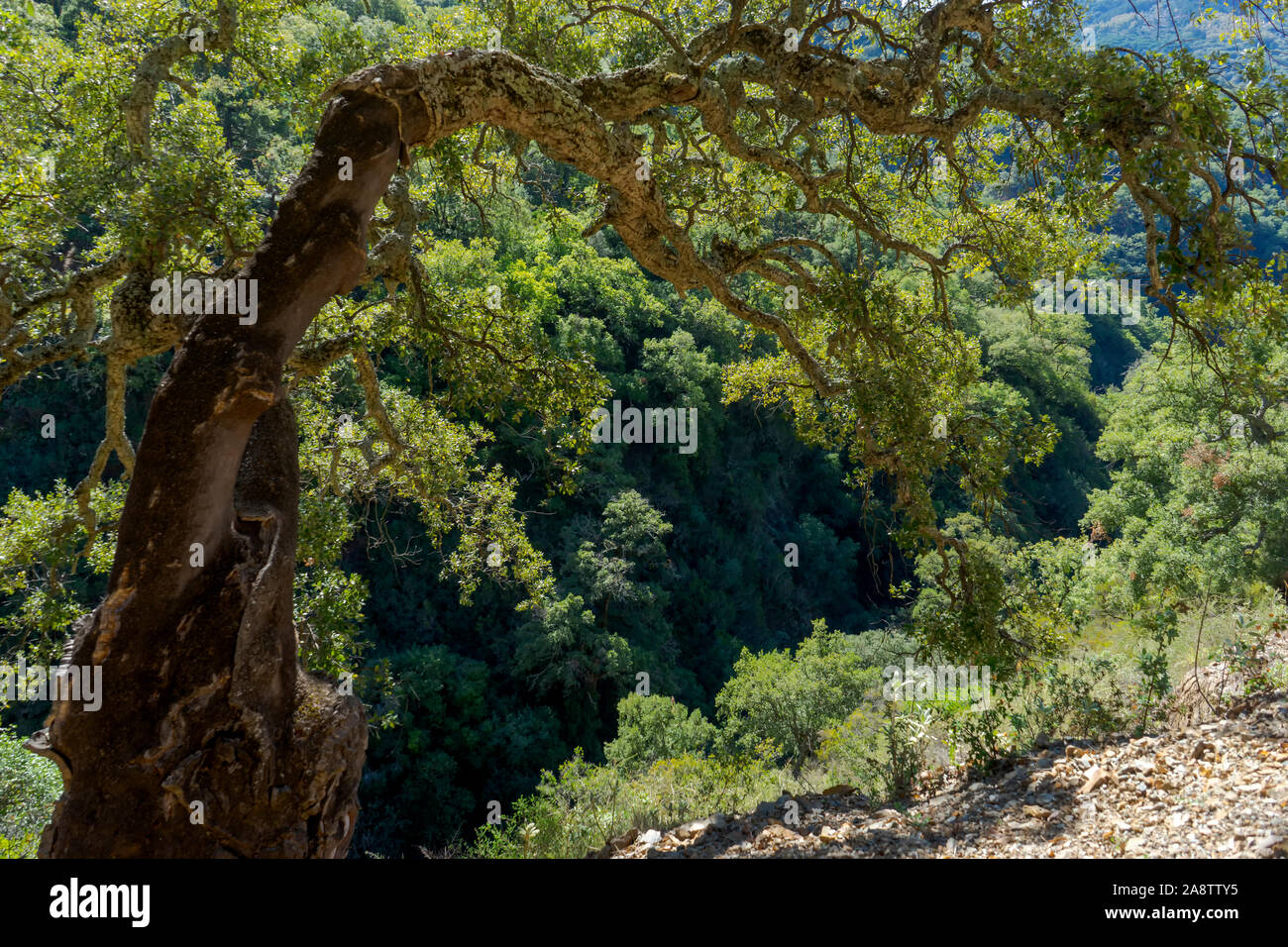 Mediterranean forest in southern Spain, Andalusia Stock Photo - Alamy