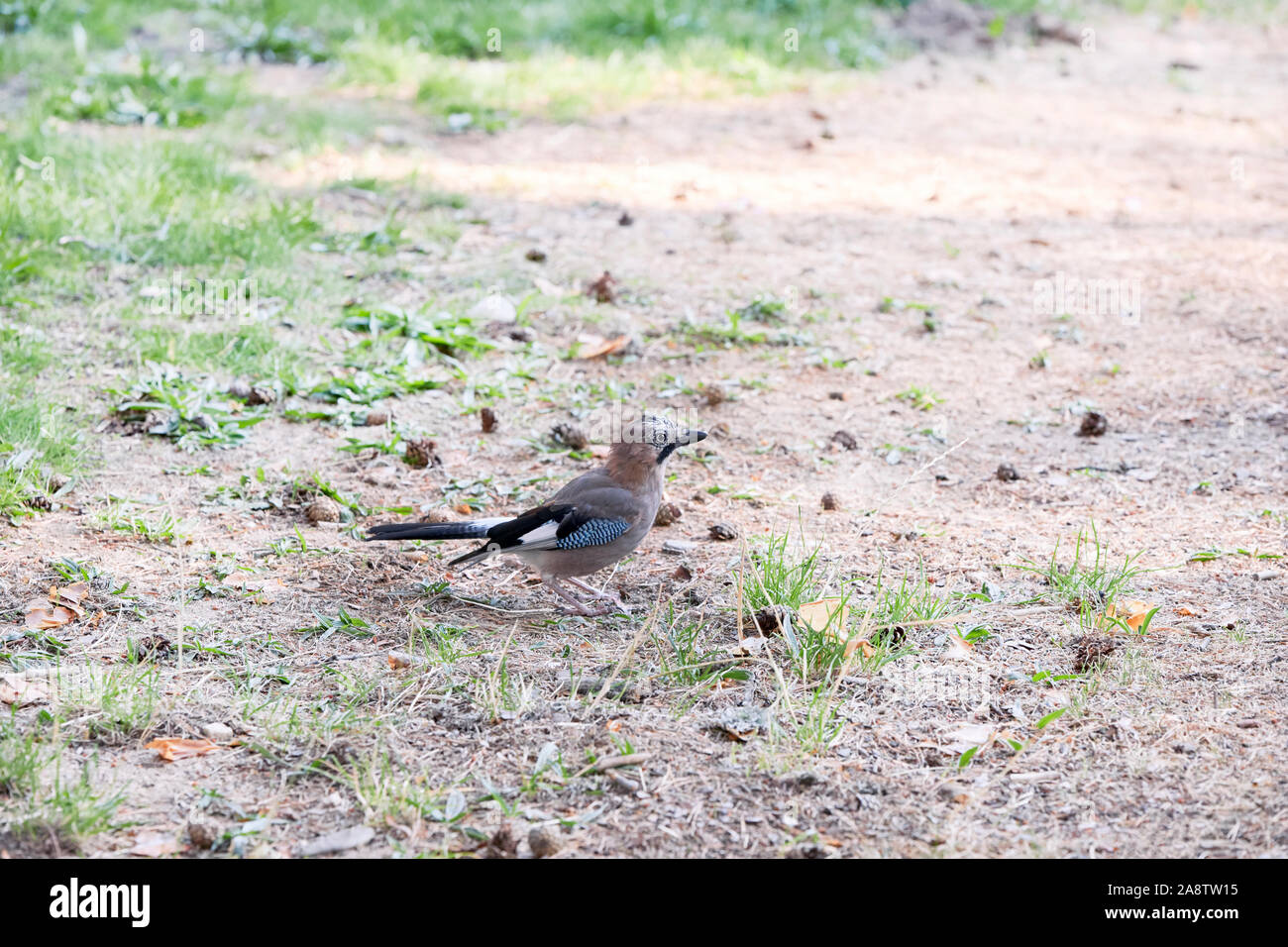 Jaybird hi-res stock photography and images - Alamy