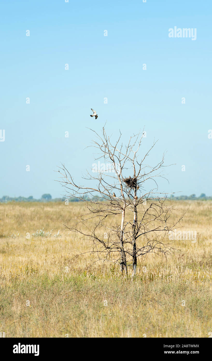 Windhover Stock Photos & Windhover Stock Images - Alamy