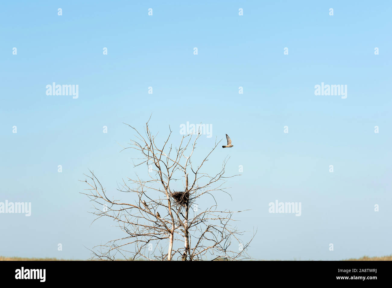Windhover Stock Photos & Windhover Stock Images - Alamy