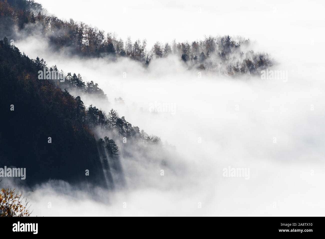 Slopes of spruce forest emerging from morning fog and visible shadows ...