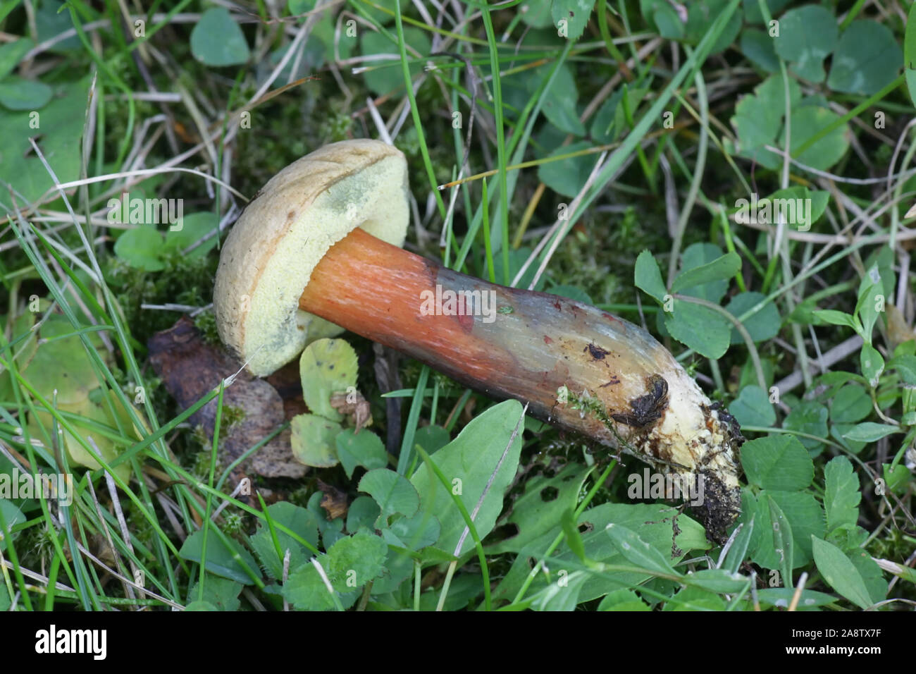 Tubular mushroom hi-res stock photography and images - Alamy