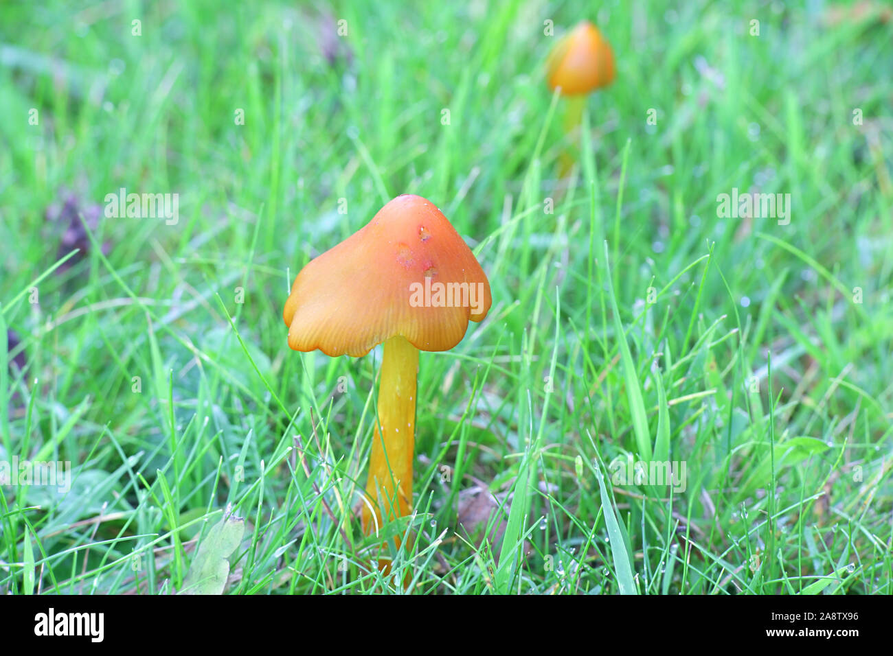 Conical cap mushroom hi-res stock photography and images - Alamy