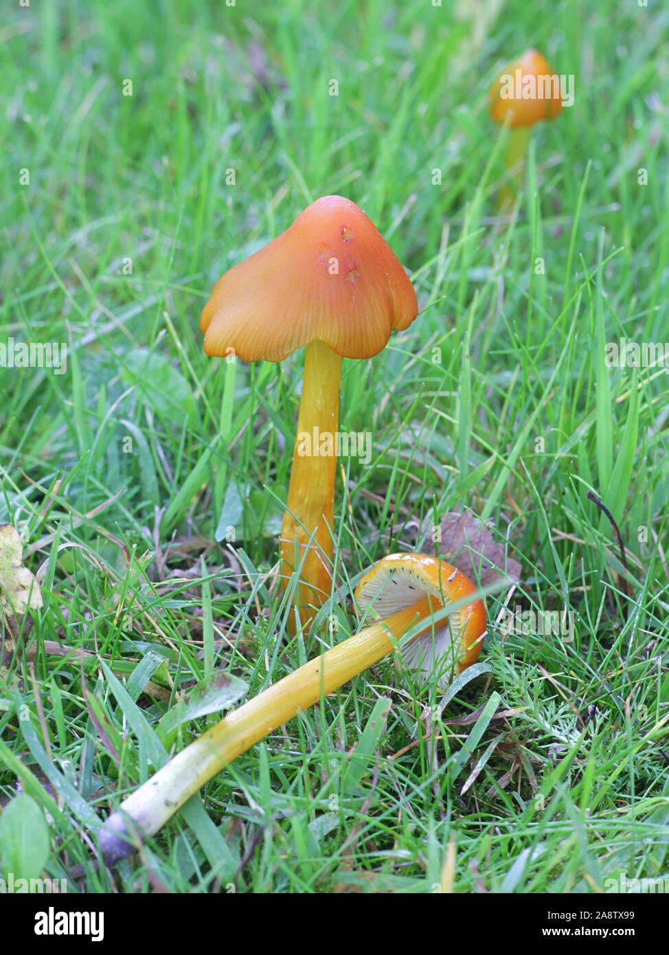 Hygrocybe conica, known as the witch's hat, conical wax cap or conical ...