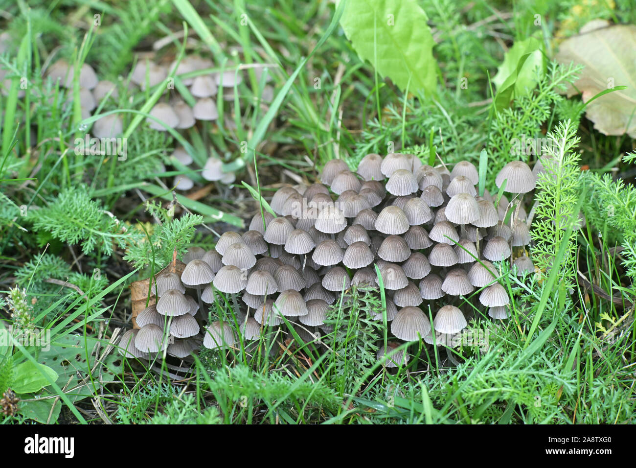 Coprinellus disseminatus, known as fairy inkcap or trooping crumble cap ...