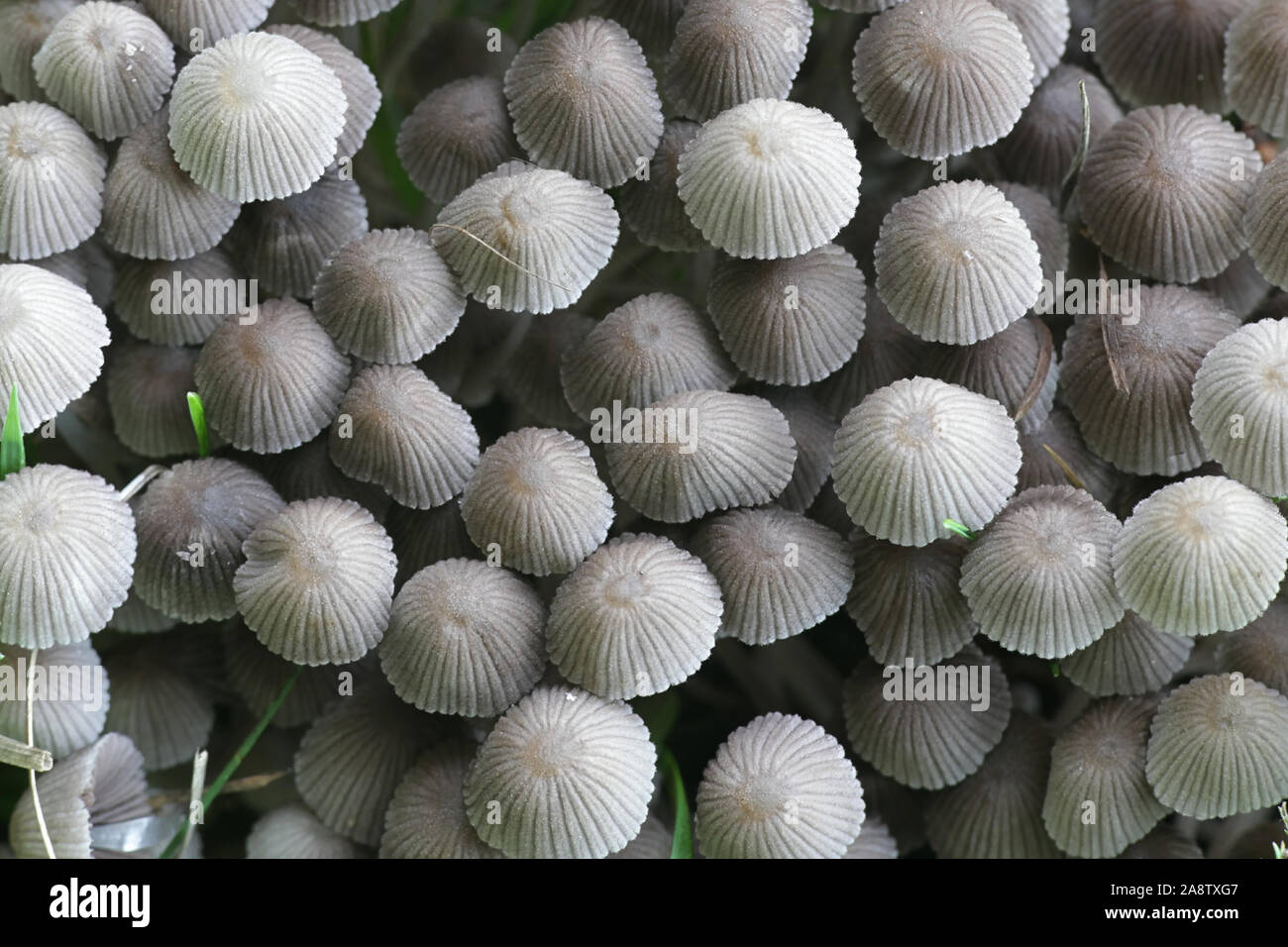 Coprinellus disseminatus, known as fairy inkcap or trooping crumble cap ...