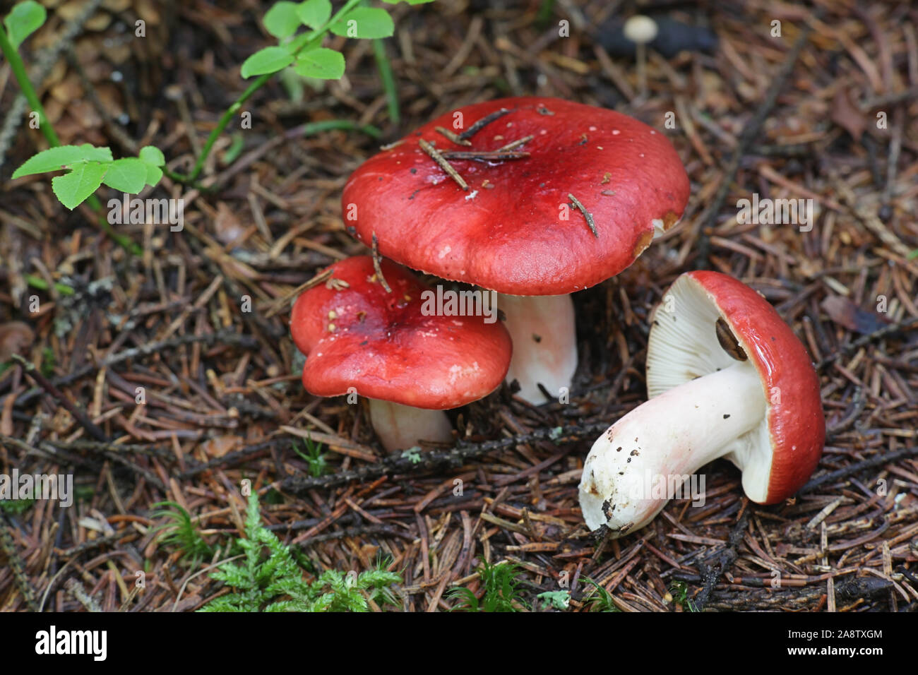 Russula rhodopus, a red brittlegill mushroom from Finland Stock Photo ...