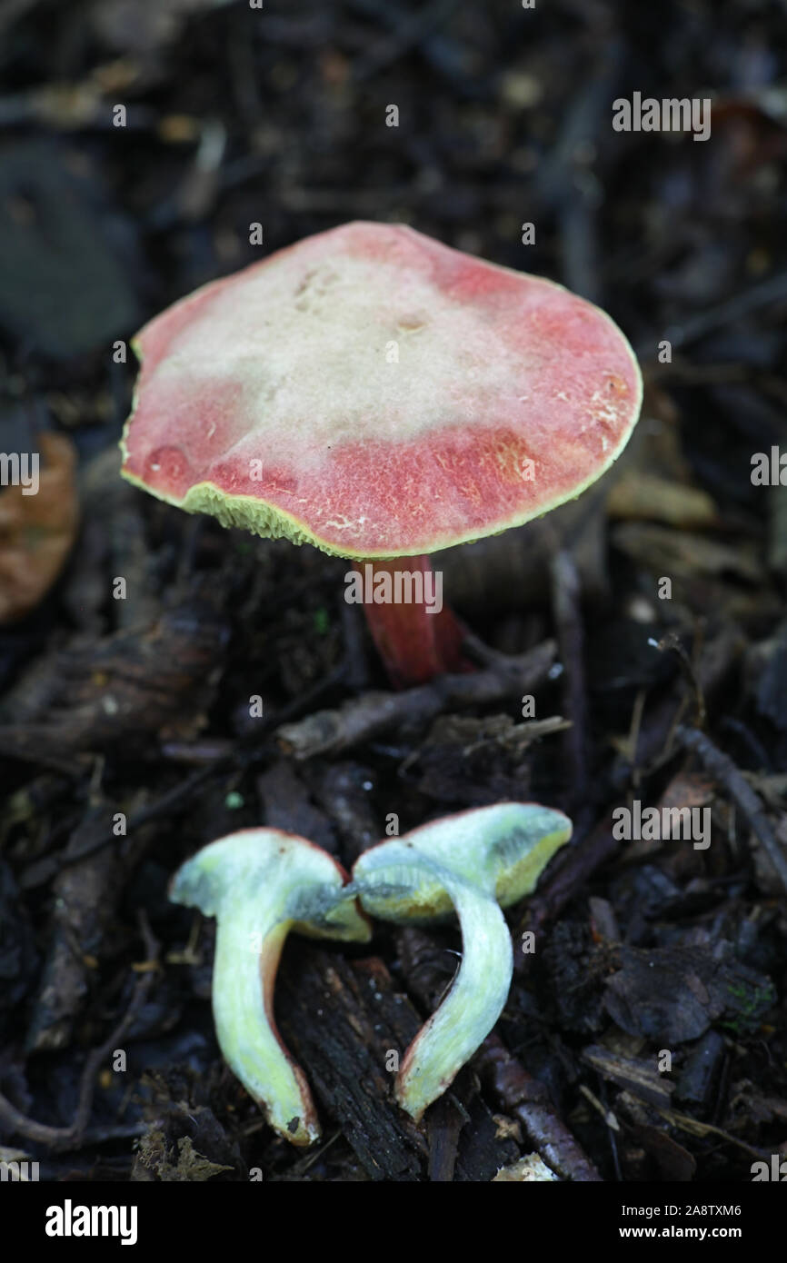 Xerocomus fennicus, red bolete from Finland Stock Photo - Alamy