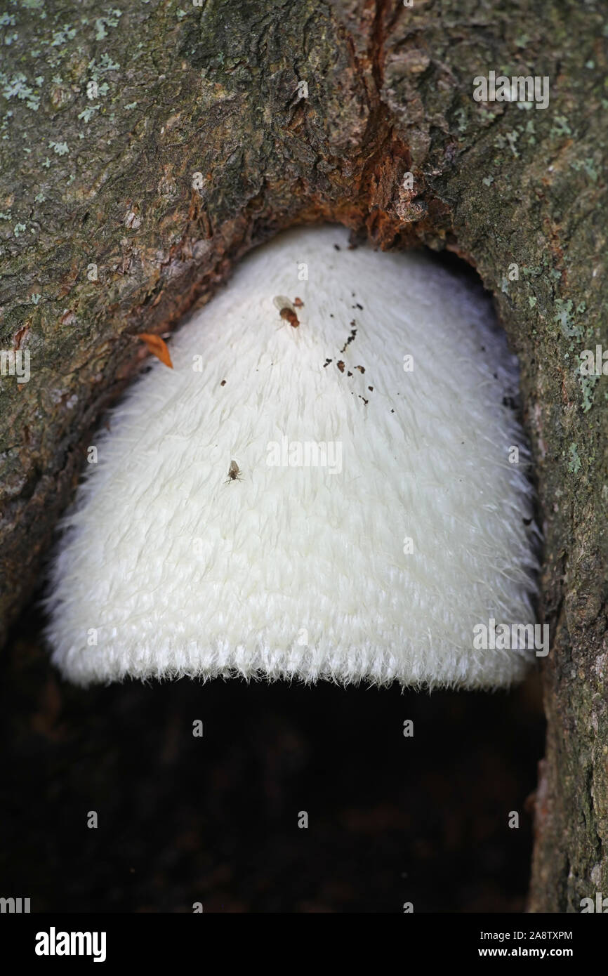 Struktur Volvariella Volvacea
