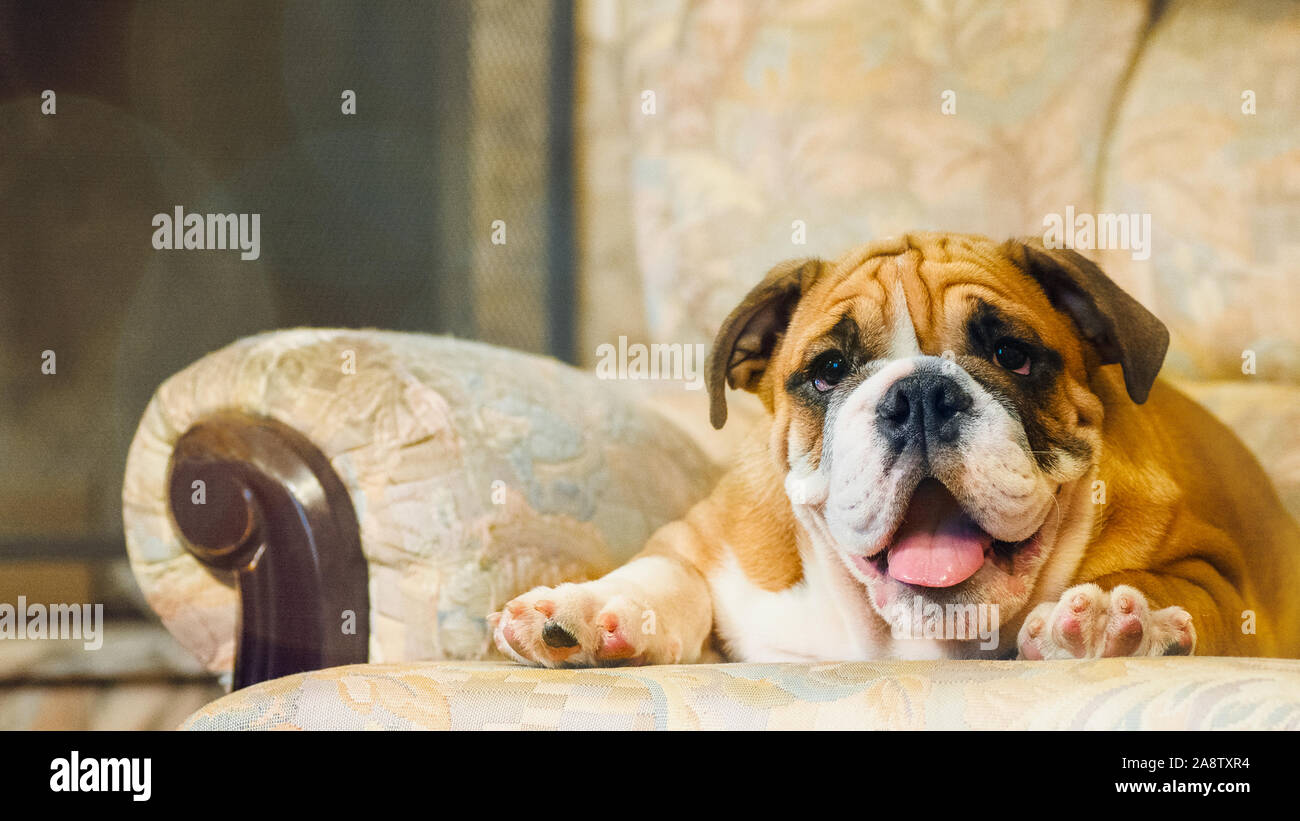 Are Bulldogs Friendly