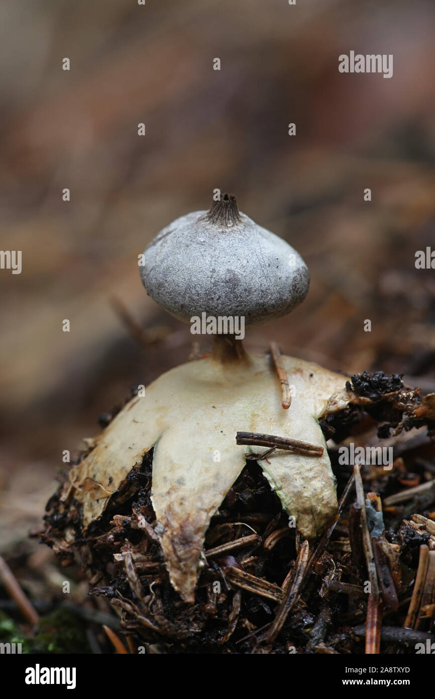 Geastrum pectinatum, known as the beaked earthstar or the beret ...