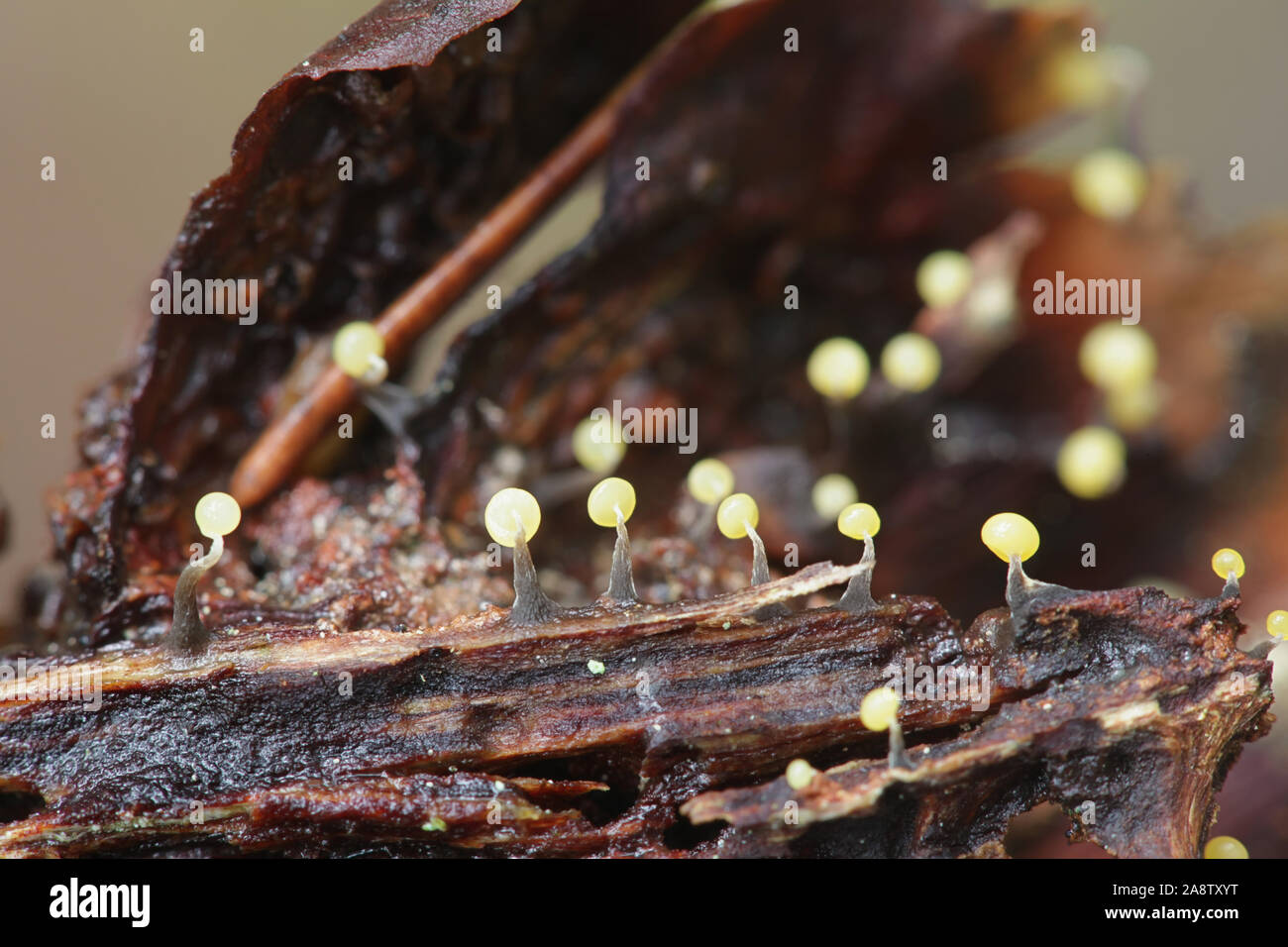 Physarum album, also called Physarum nutans, a slime mold of the order ...