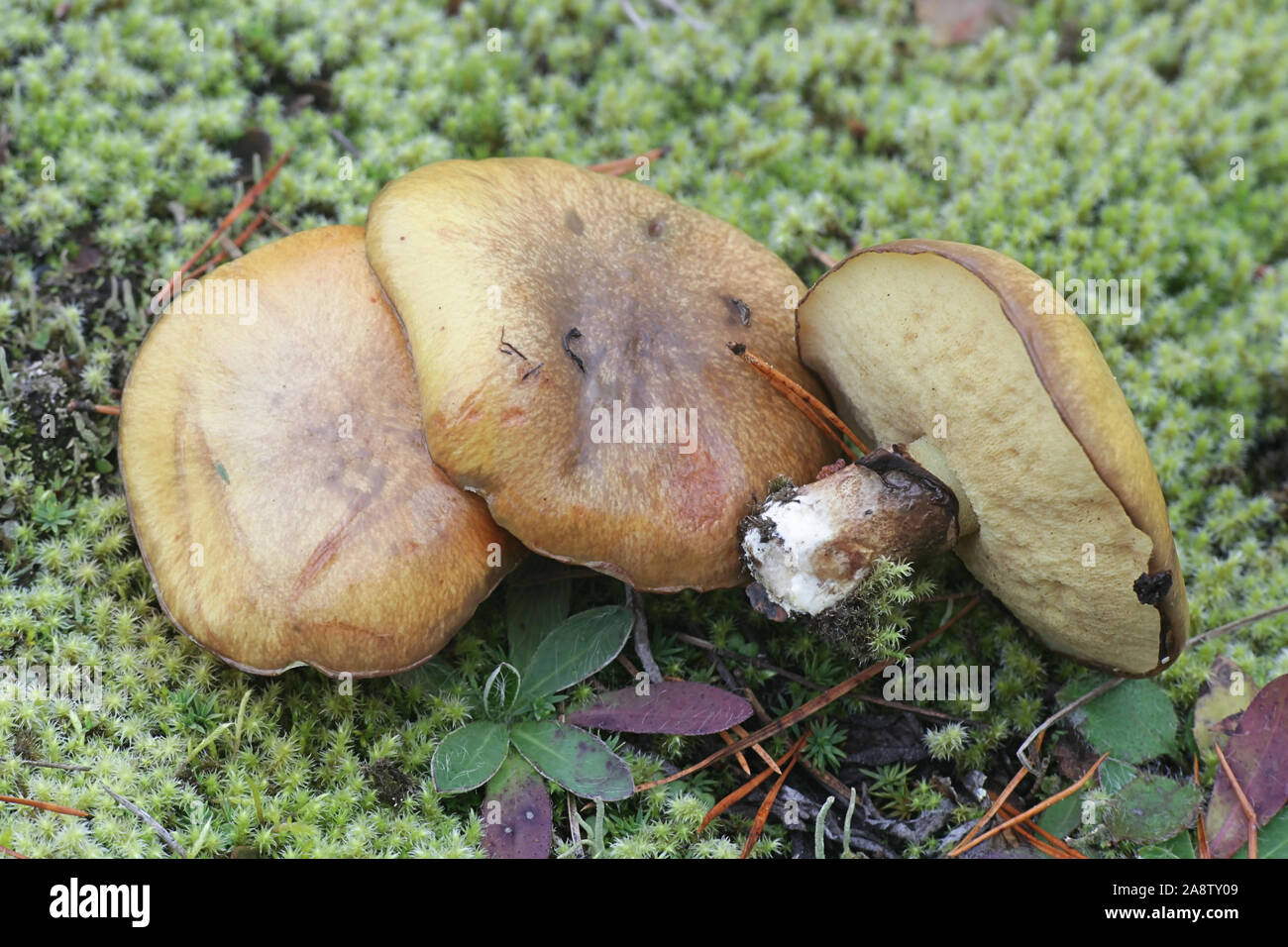 Suillus luteus, known as slippery jack or sticky bun, an edible bolete ...