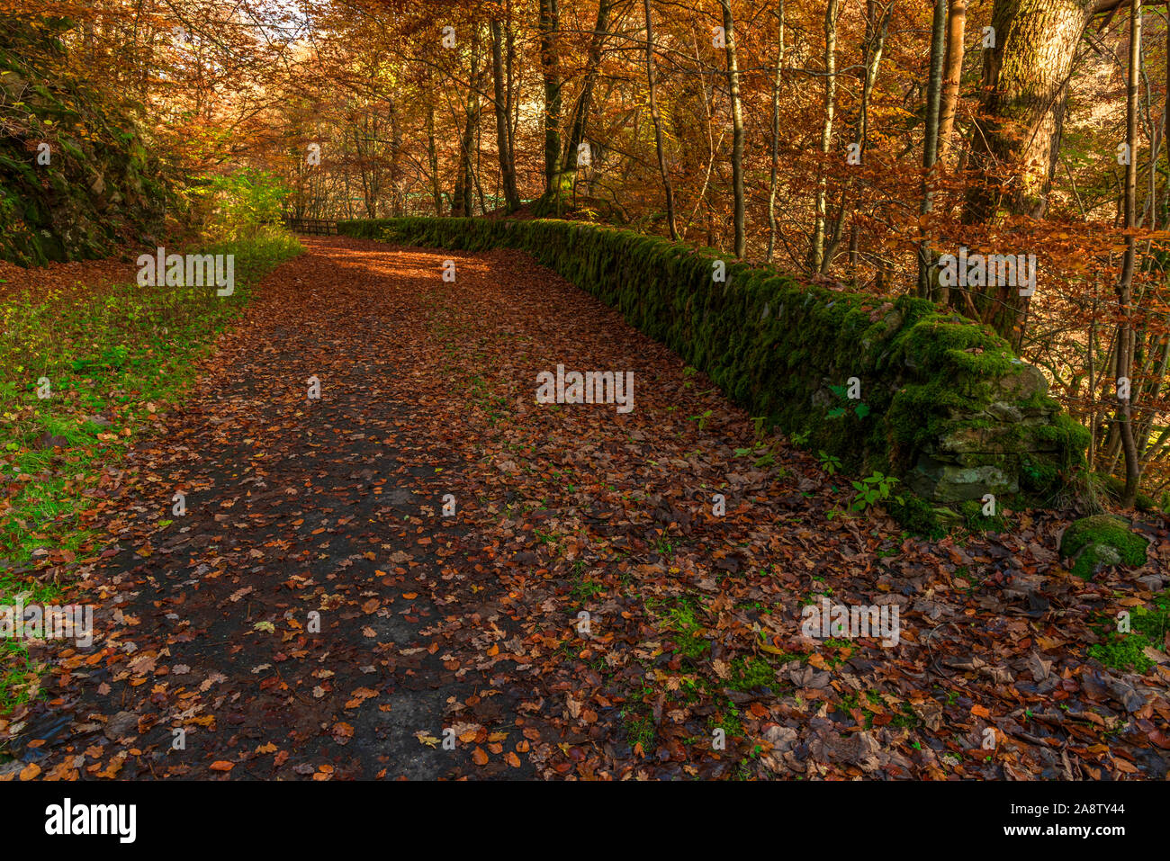 An autumn scene from the Scottish highlands Stock Photo - Alamy