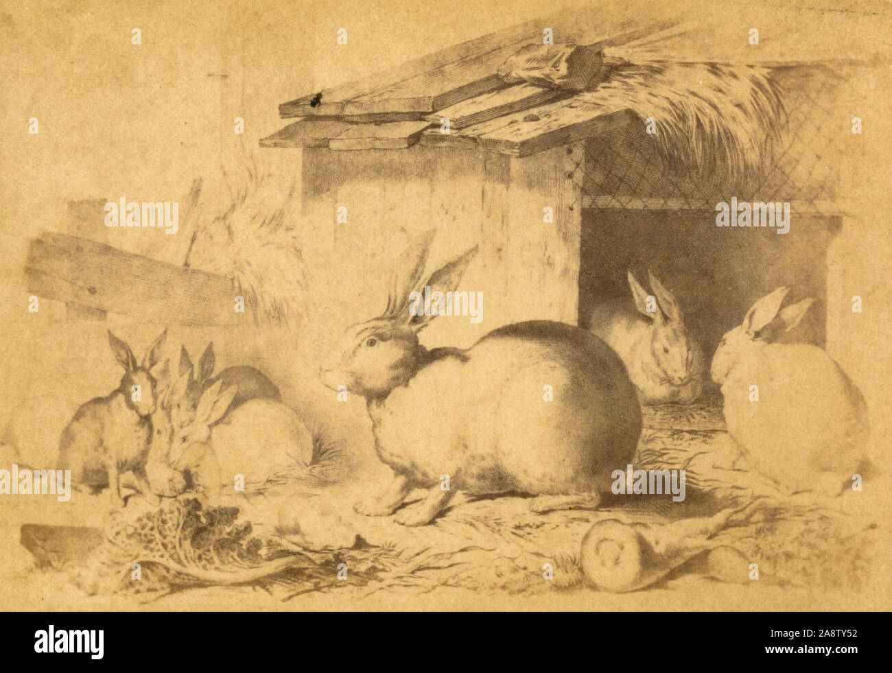 Rabbits, painting 1880s Stock Photo - Alamy