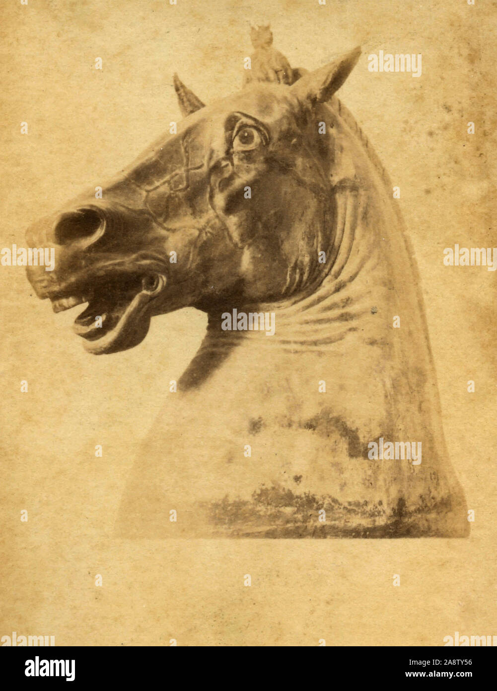 Head of a stallion, bronze statue, 1880s Stock Photo - Alamy