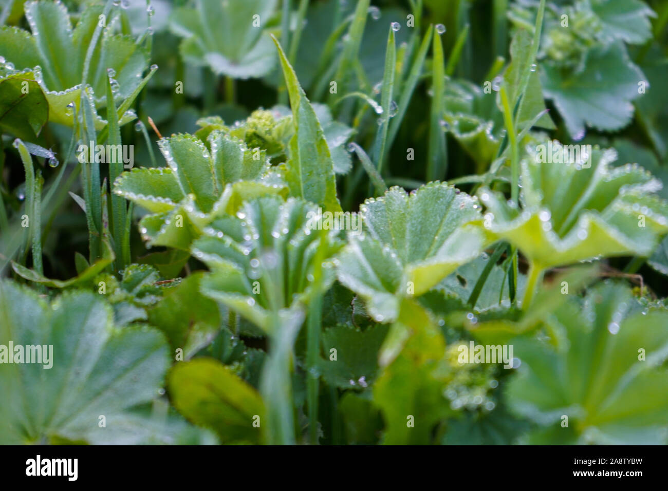 Light morning dew on the green grass. Fresh green grass with dew drops ...