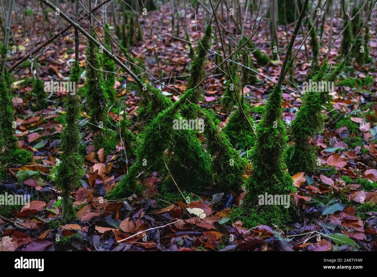 Moss paths hi-res stock photography and images - Alamy
