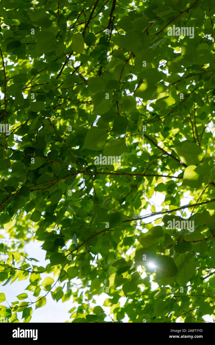 Thick green foliage of trees Stock Photo - Alamy