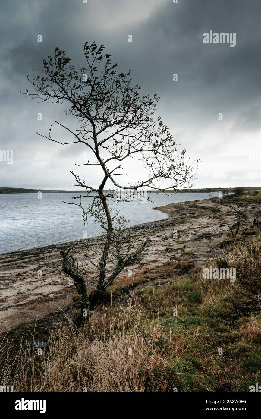 A stunted tree growing at a windswept Colliford Lake on Bodmin Moor in ...