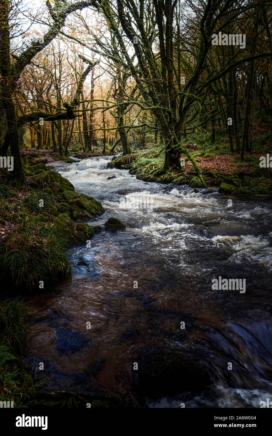 The River Fowey flowing through an autumnal Draynes ancient woodland in ...