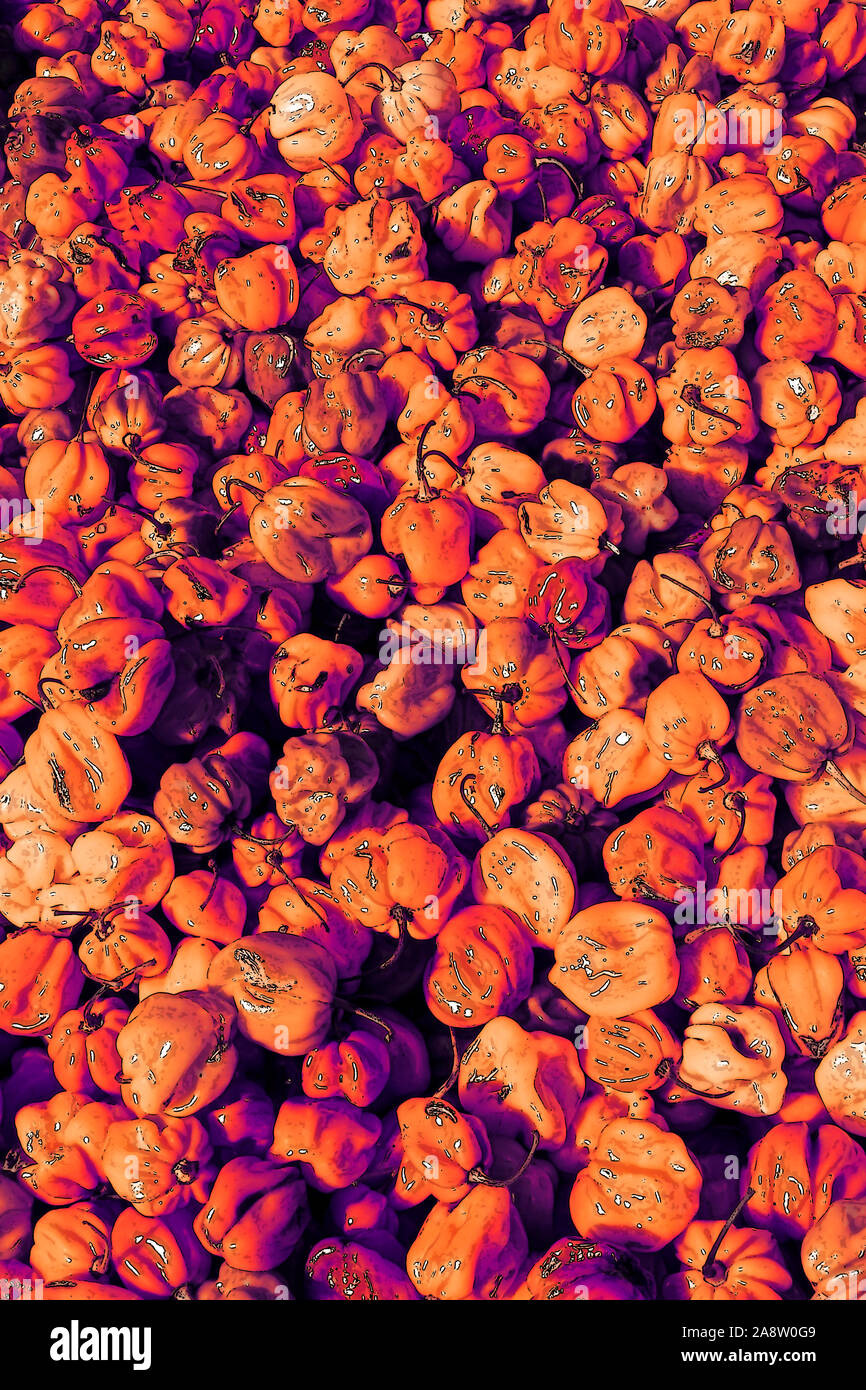 Guyanese hot peppers, also called wiri wiri peppers, for sale at a ...