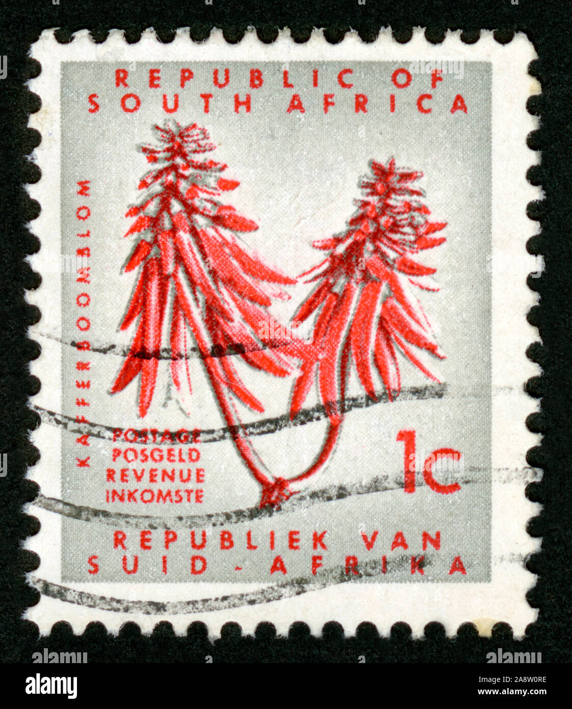 Kaffer hi-res stock photography and images - Alamy