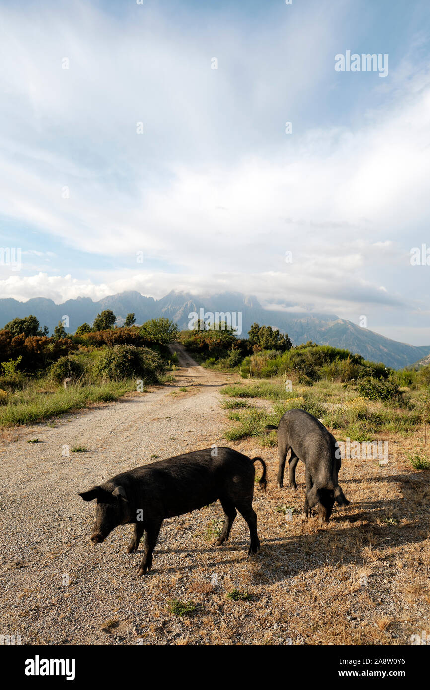 Free range Porcu nustrale Corsican pigs foraging in the mountain ...