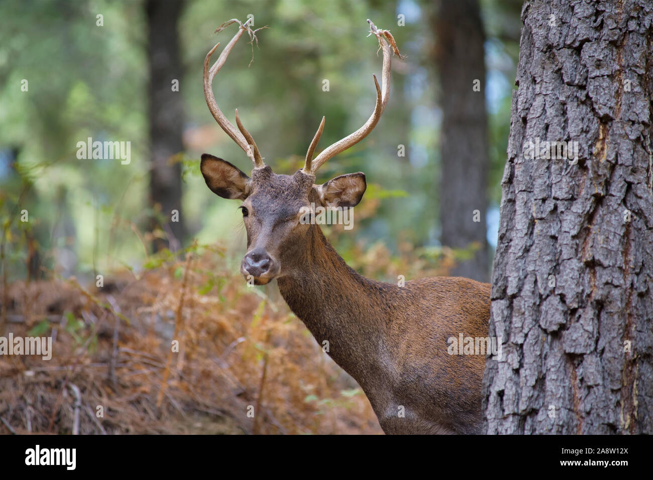 common deer (Cervus elaphus), also called European deer, red deer ...