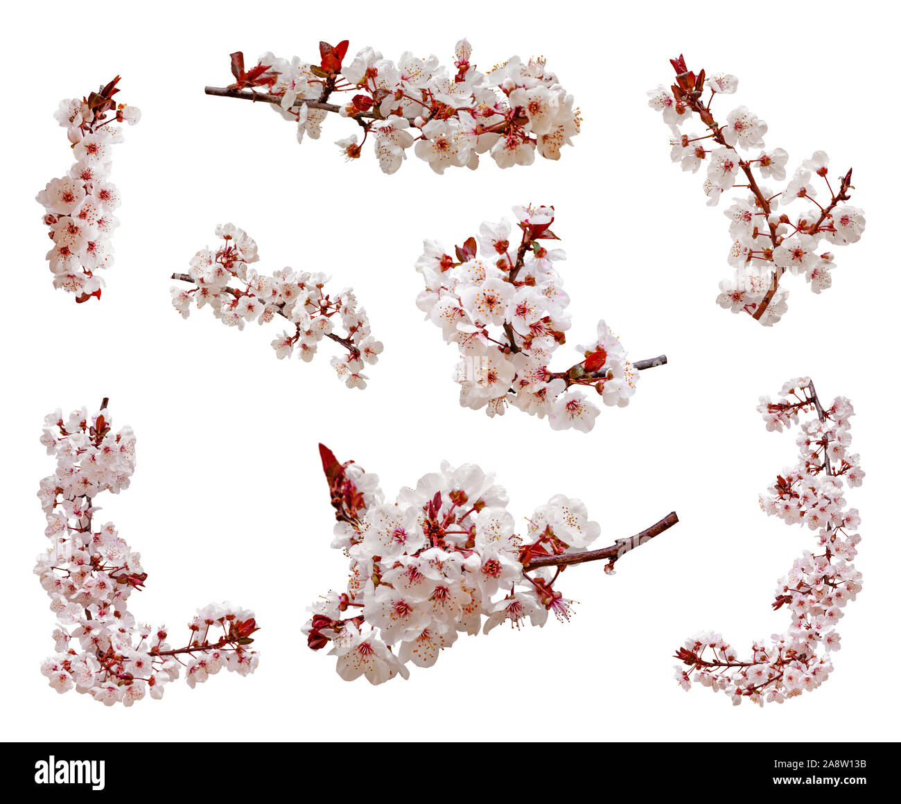 Cherry blossoms flowers blooming branch isolated white background ...