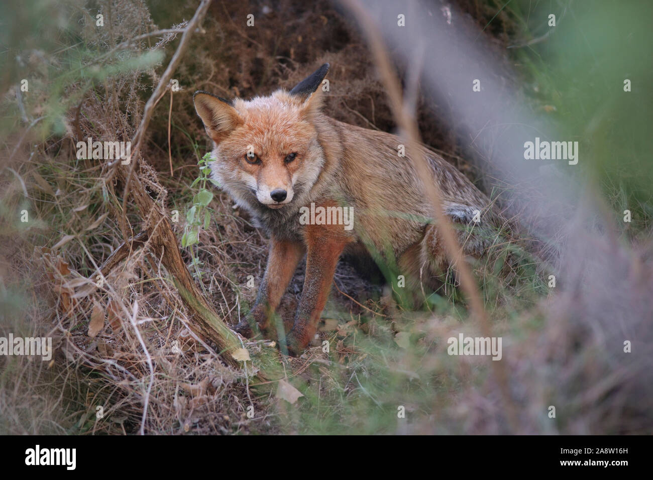 common fox or red fox (Vulpes vulpes) in the Mediterranean forest ...