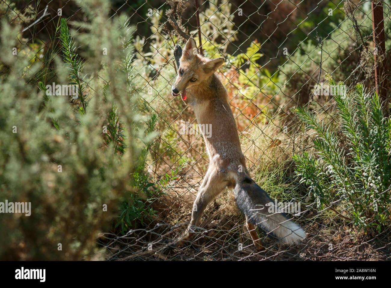 common fox or red fox (Vulpes vulpes) in the Mediterranean forest ...