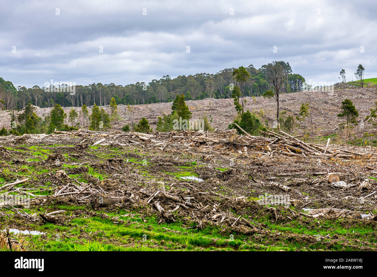Deforestation australia hi-res stock photography and images - Alamy